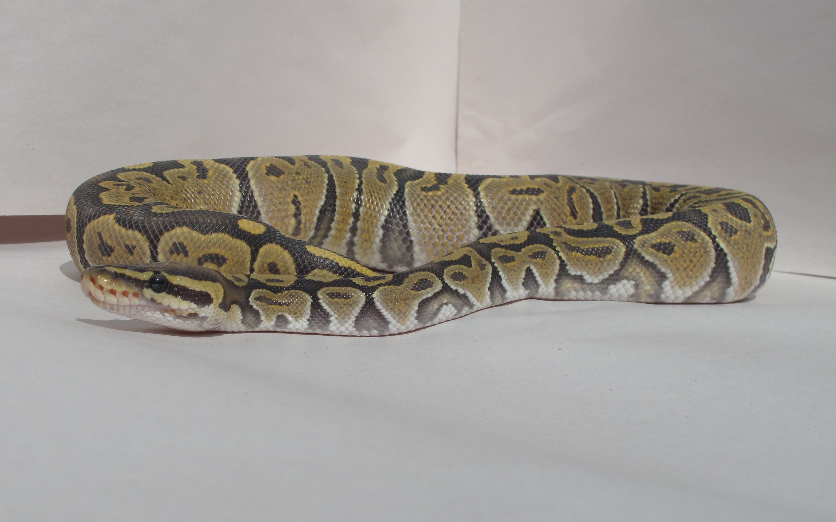 Ball Python, Hypo Male 2012 - Twin Cities Reptiles