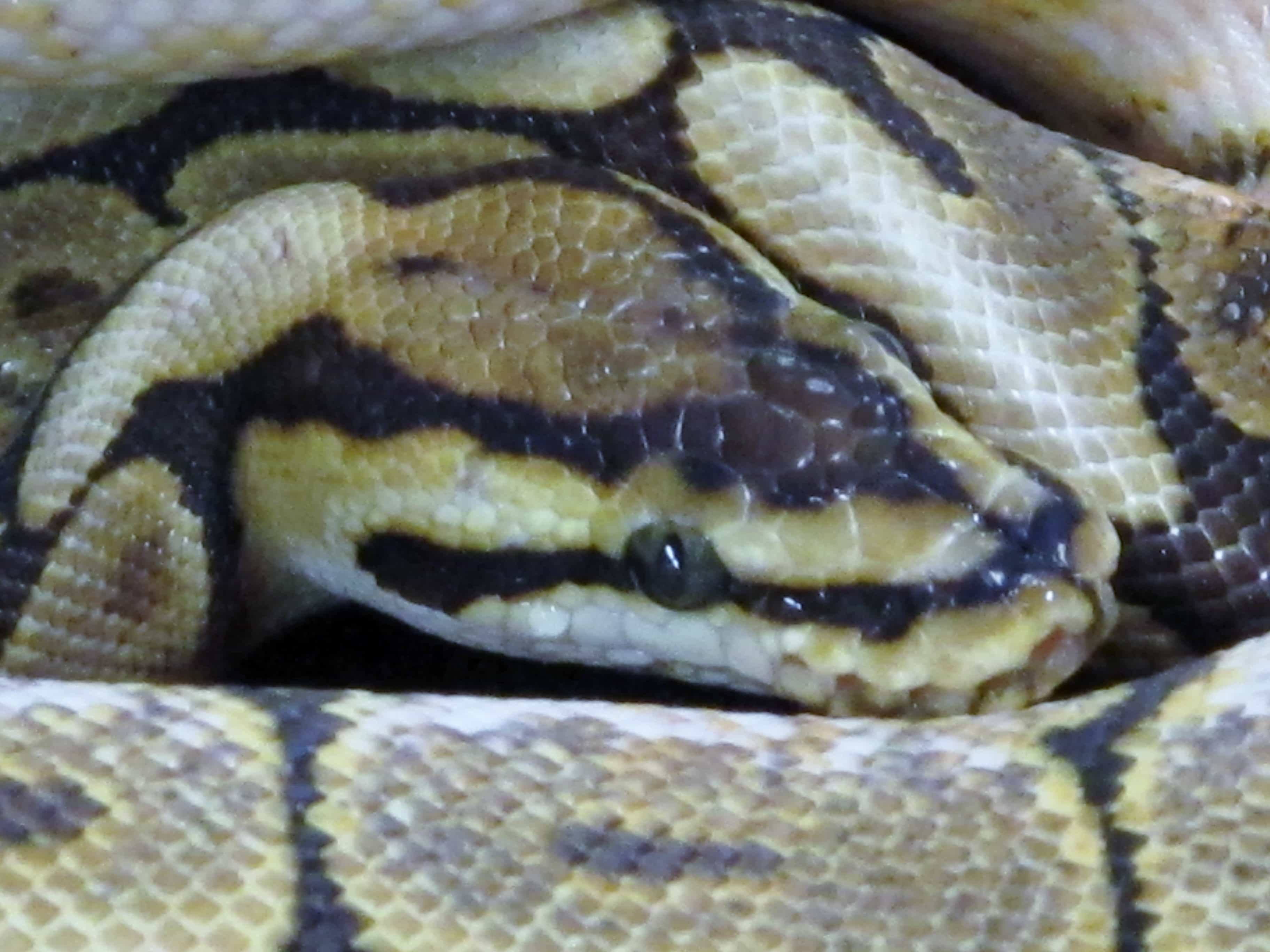 Ball Python, Special Spider 2012