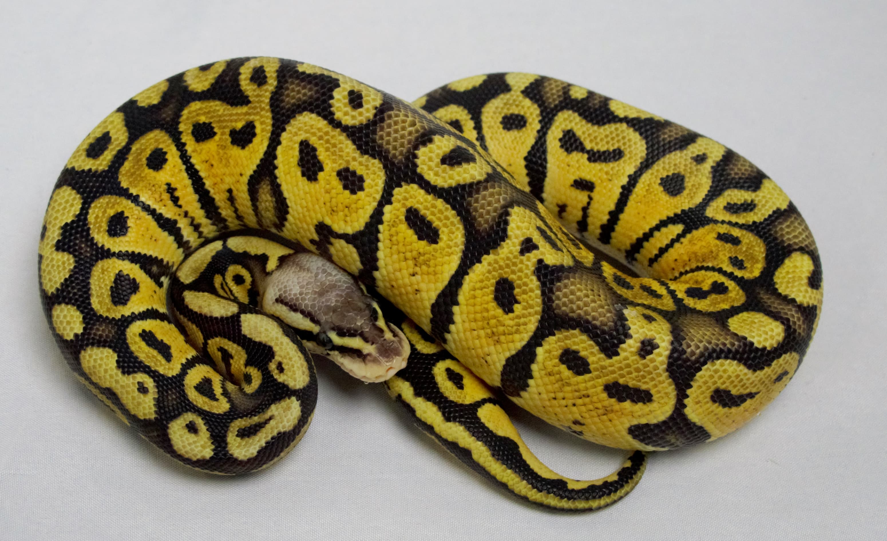 Ball Python, Pastel Vanilla Female 2013 - Twin Cities Reptiles