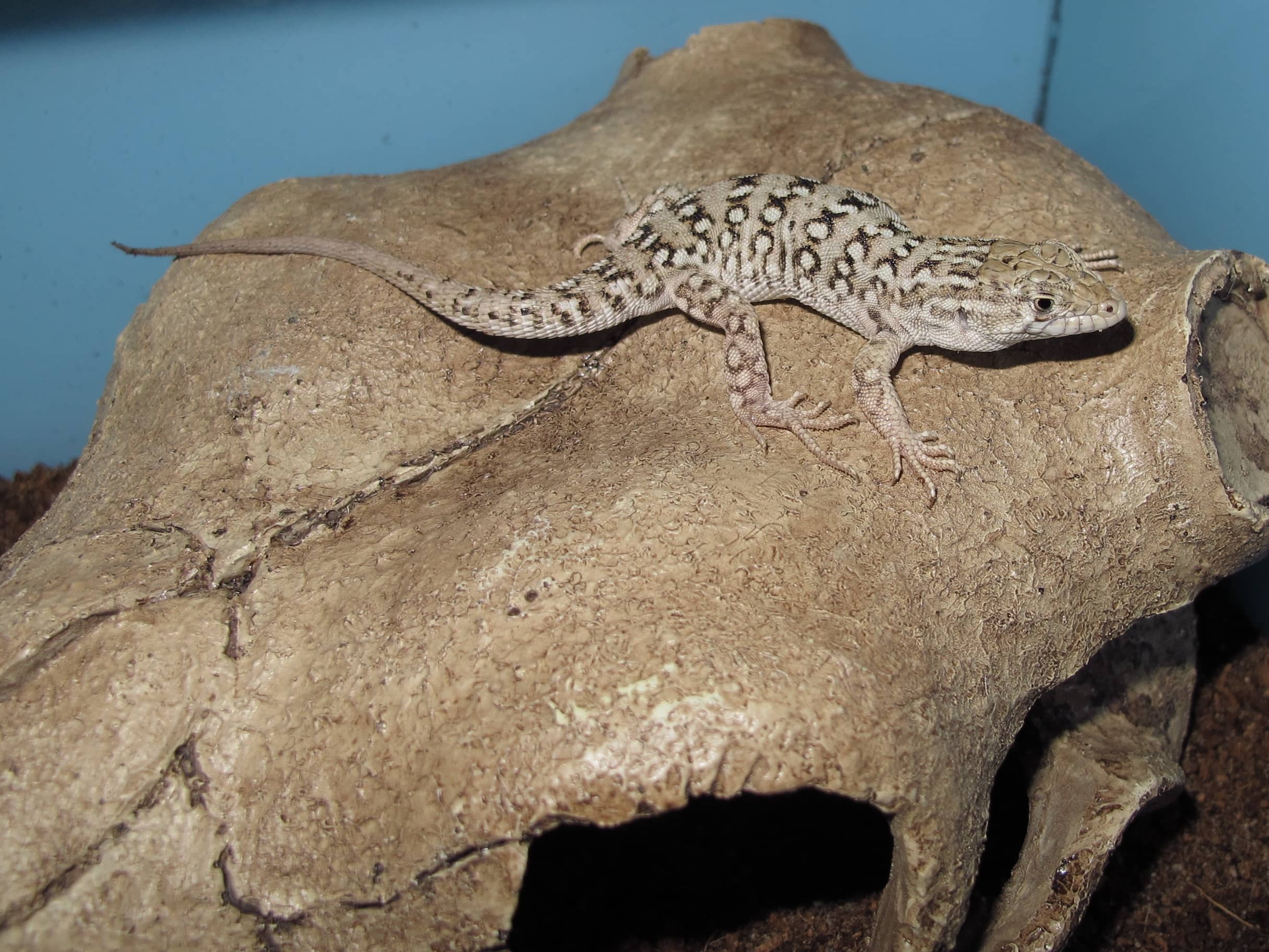 Steppe Runners - Twin Cities Reptiles